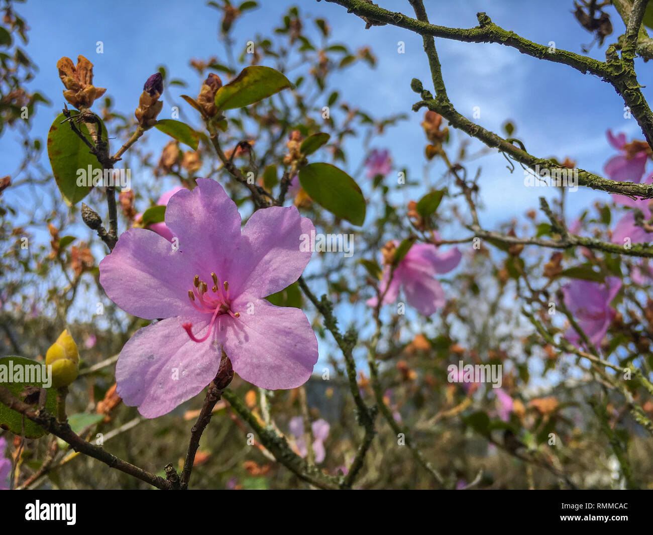 Azalea blossom hi-res stock photography and images - Alamy