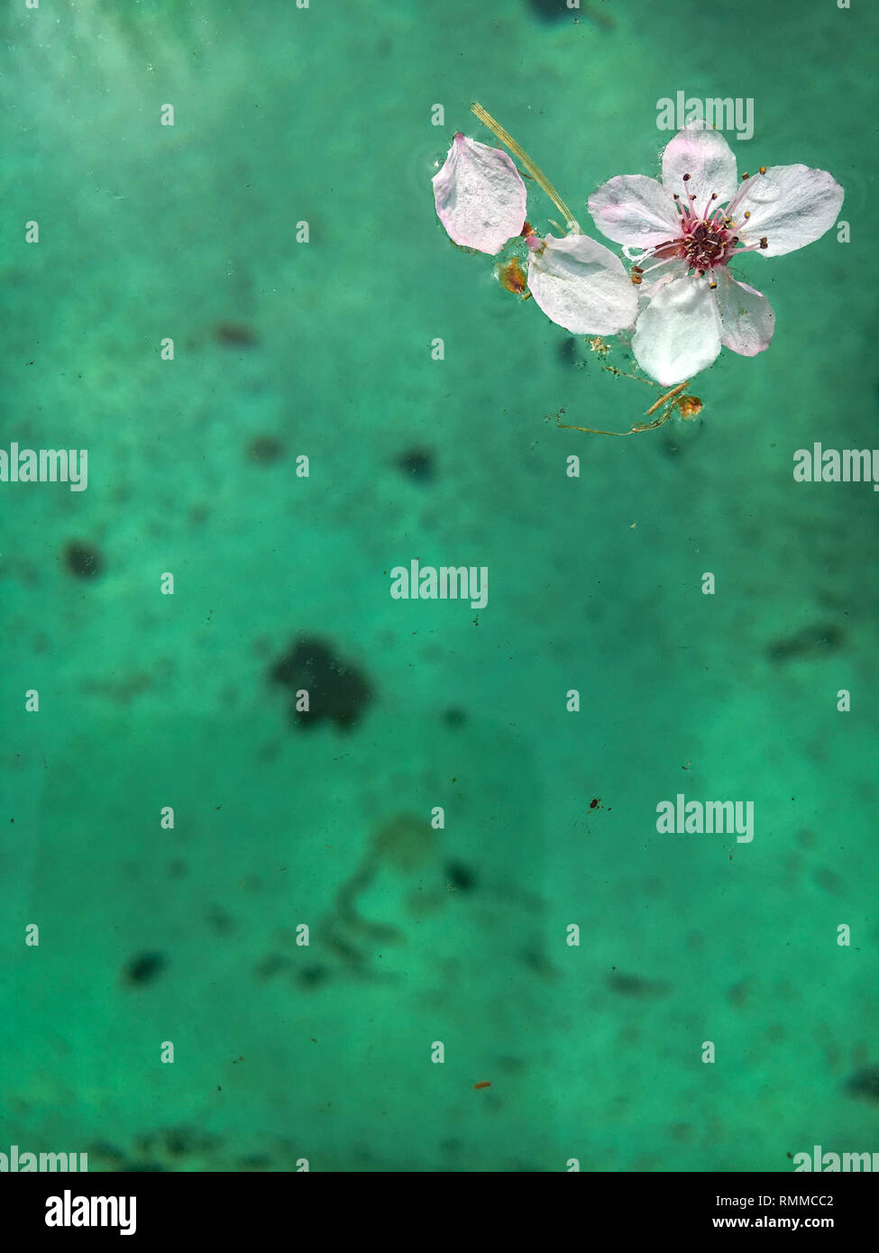 Tree blossoms on the green colored water surface of a dirty swimming ...