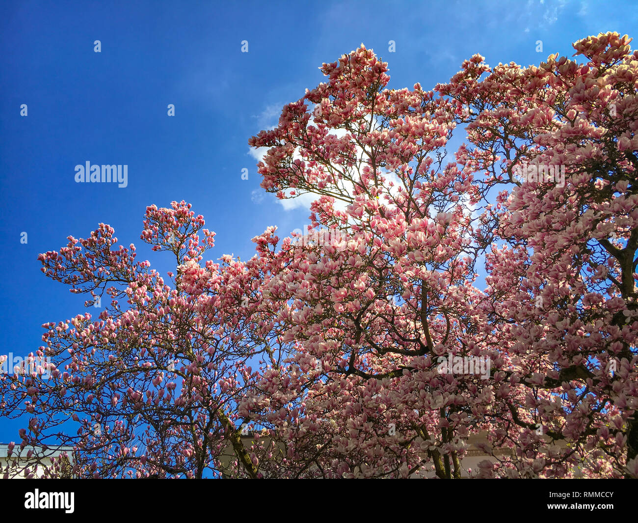 Beautiful magnolia tree in full bloom in front of a blue sky Stock ...