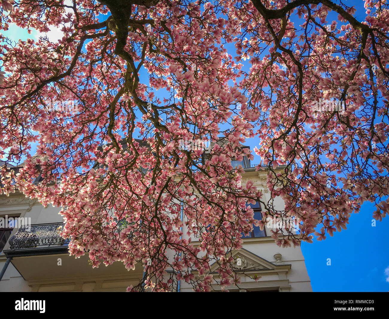 Beautiful magnolia tree in full bloom in front of a blue sky Stock ...