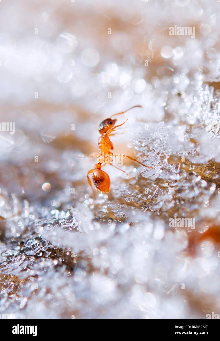 Ice. Ants in spring. A close up Stock Photo - Alamy