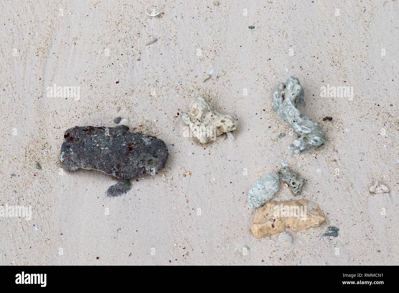 Colorful coral at the white sand beaches on the Seychelles Stock Photo ...