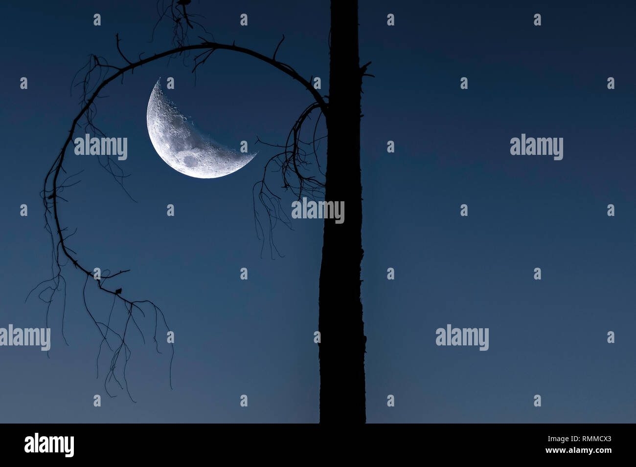 Moon tree hi-res stock photography and images - Alamy