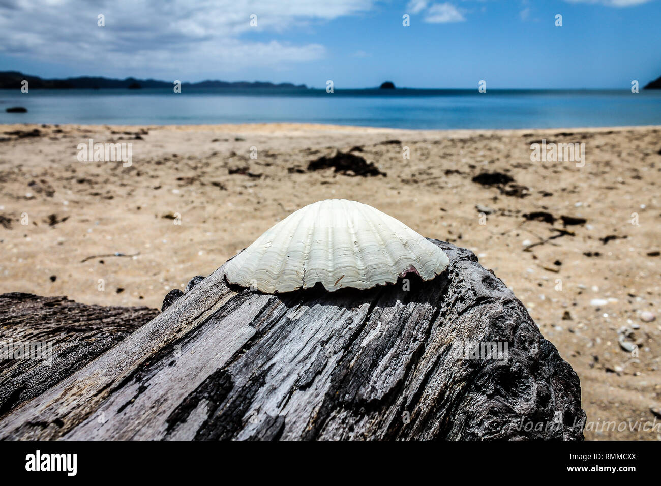 Shell on the beach Stock Photo - Alamy