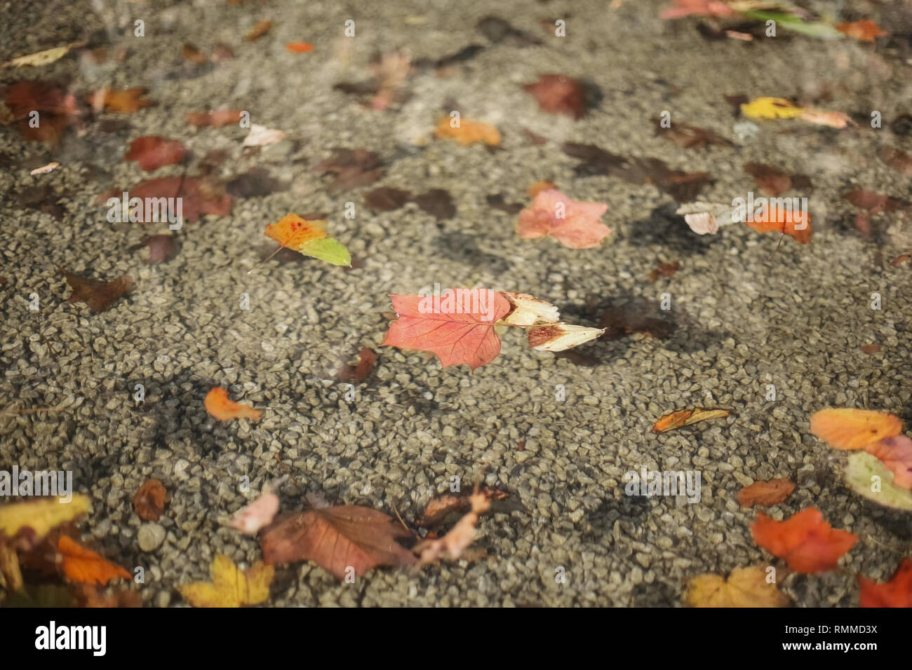 Autumn leaves floating on water Stock Photo - Alamy