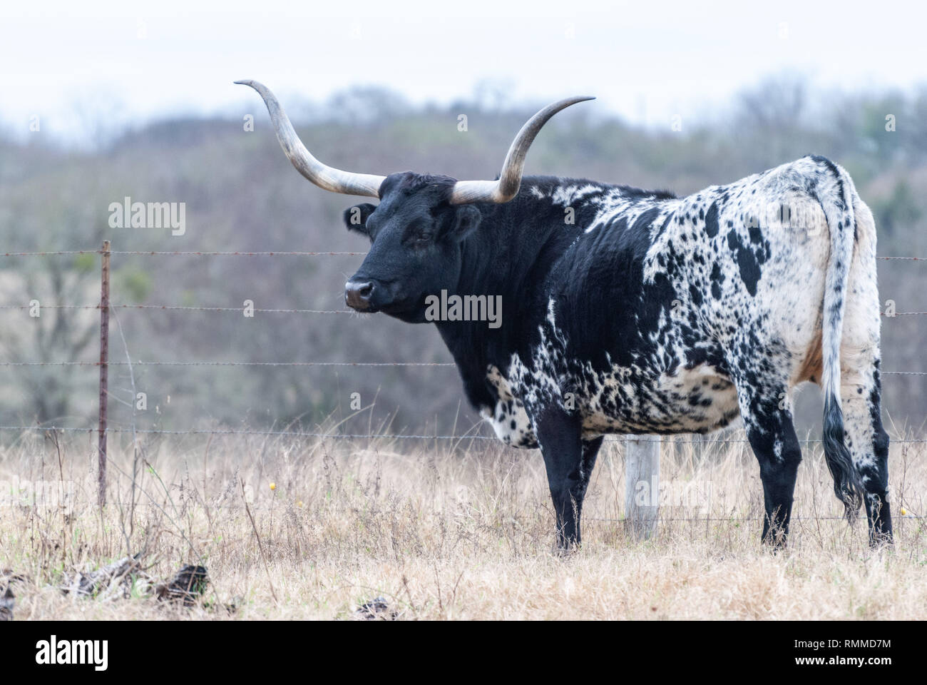 A Texas Longhorn cow in Texas Stock Photo - Alamy
