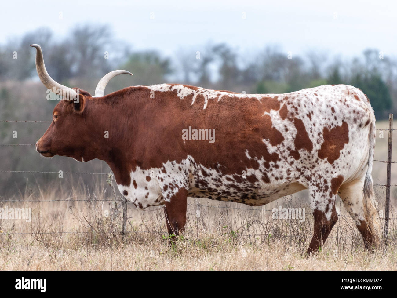 Texas longhorn cow hi-res stock photography and images - Alamy