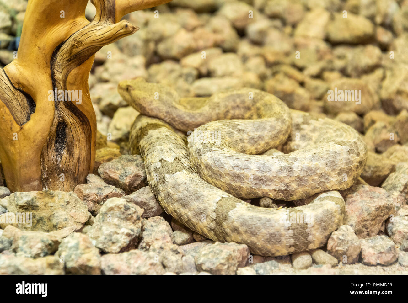 Mottled Rock Rattlesnake (Crotalus lepidus Stock Photo - Alamy