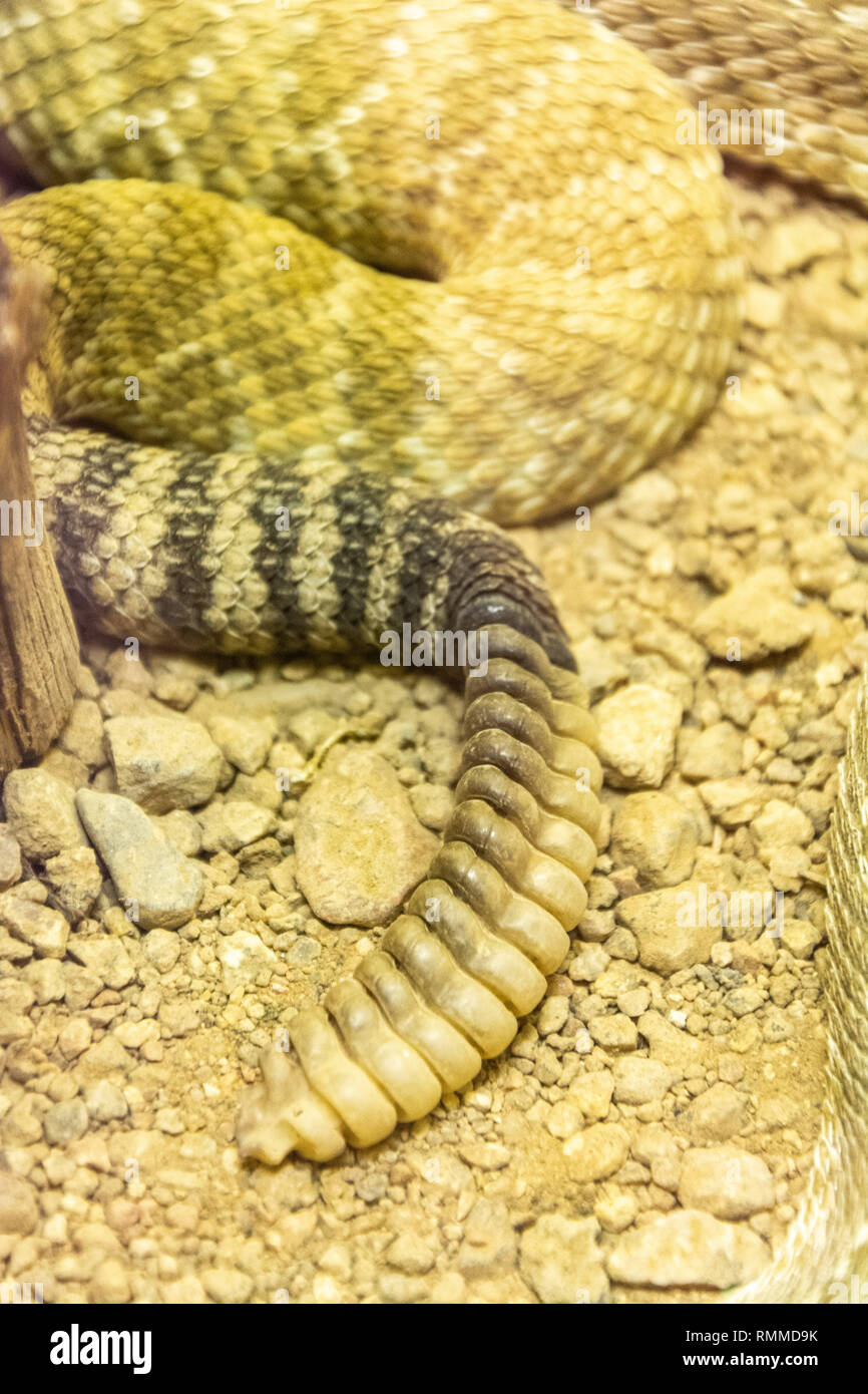 Diamondback Rattlesnake Tail