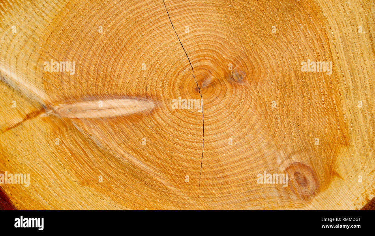 Cross section wood, closeup Stock Photo - Alamy