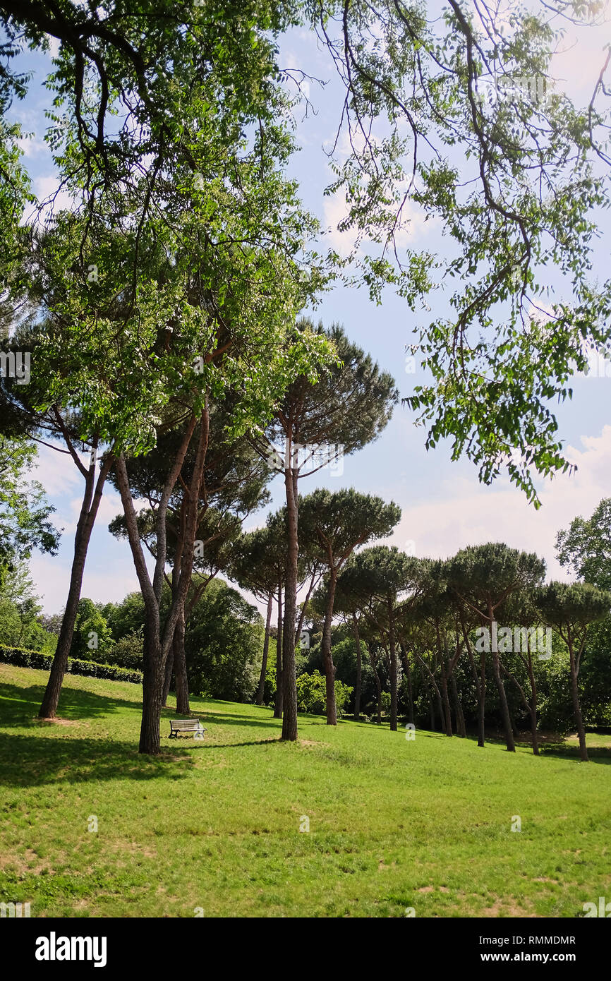 Roman pines, park summertime blue sky Stock Photo - Alamy