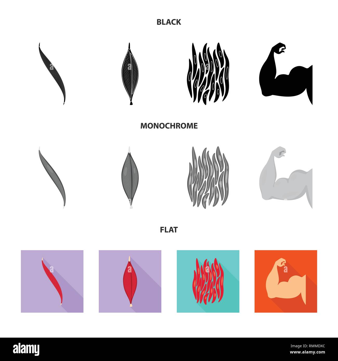 Vector design of fiber and muscular symbol. Collection of fiber and ...