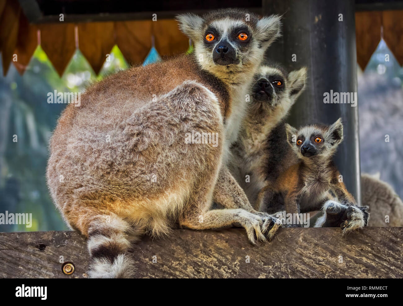 Three Ring-tailed Lemurs, Indonesia Stock Photo - Alamy