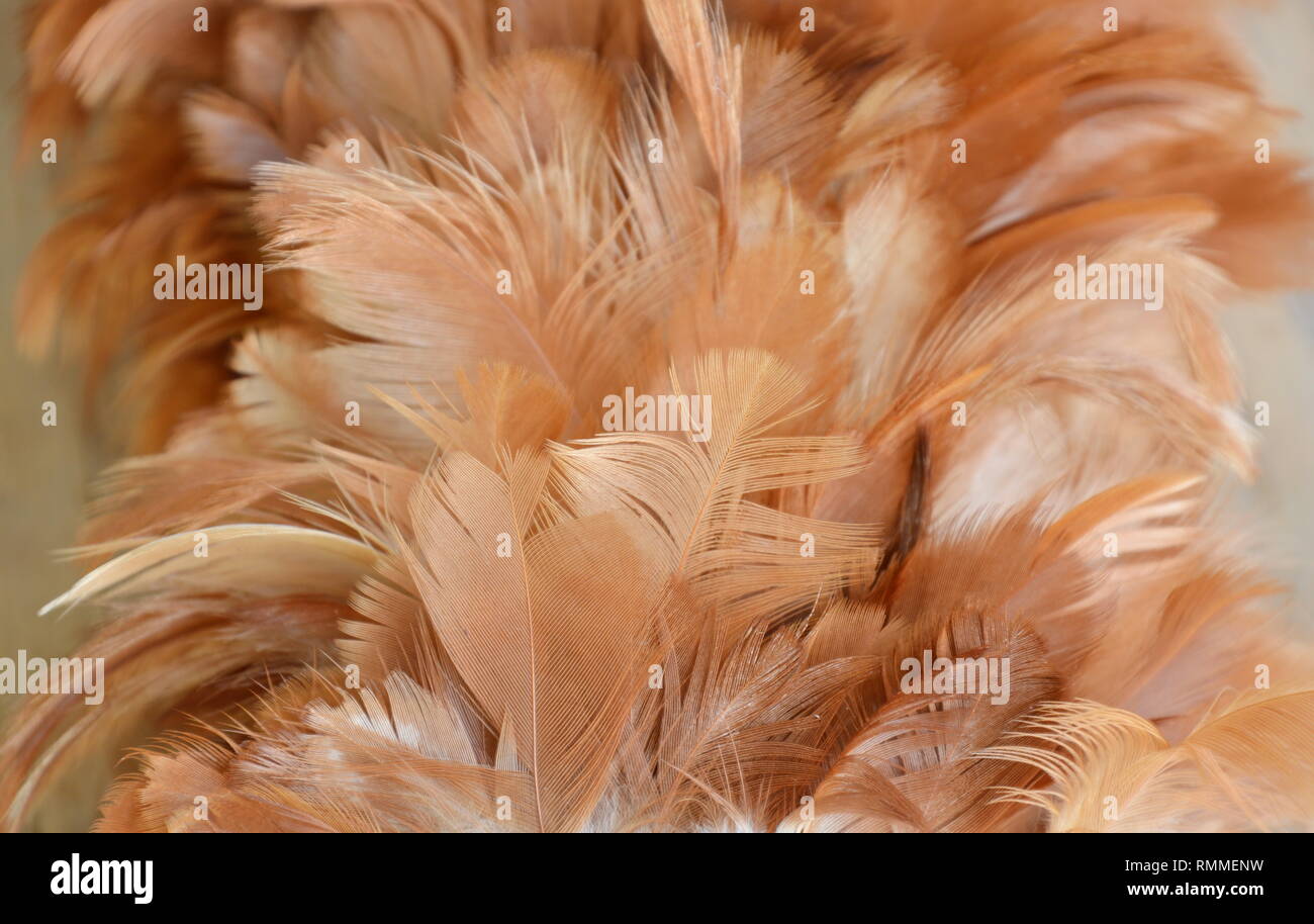 wood dust chicken feather texture and background Stock Photo - Alamy