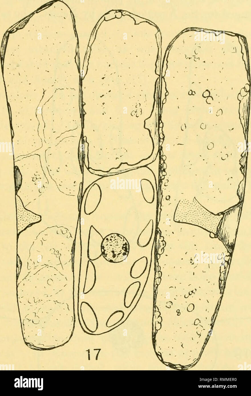 . Annals of applied biology. Biology, Economic; Biochemistry. J. Smolak ...