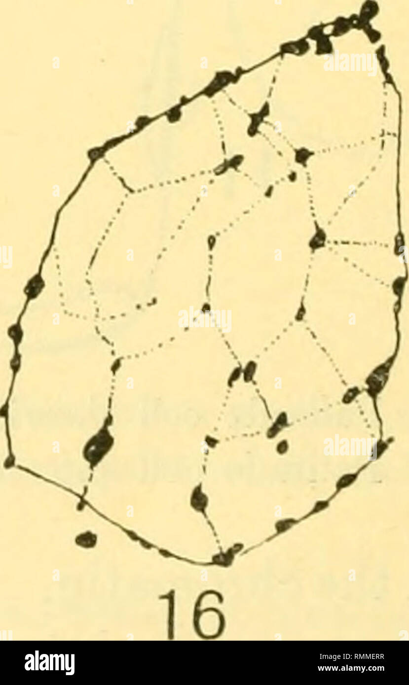Palisade cell hi-res stock photography and images - Alamy