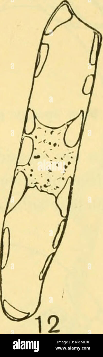 Palisade cell hi-res stock photography and images - Alamy