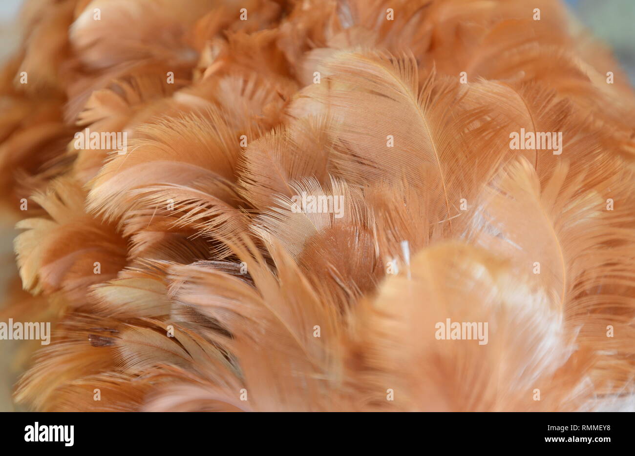 wood dust chicken feather texture and background Stock Photo - Alamy