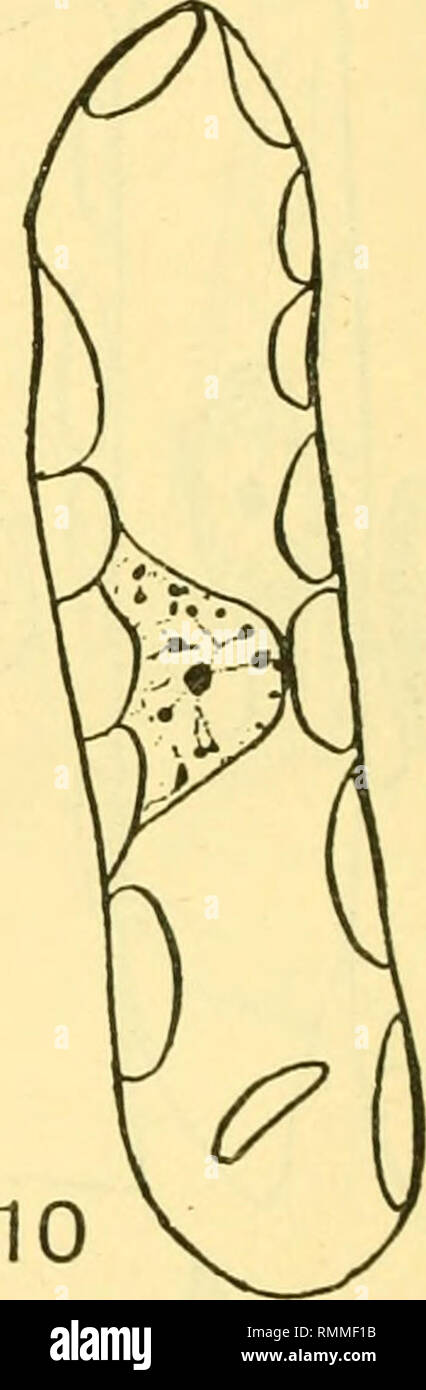 Palisade cell hi-res stock photography and images - Alamy