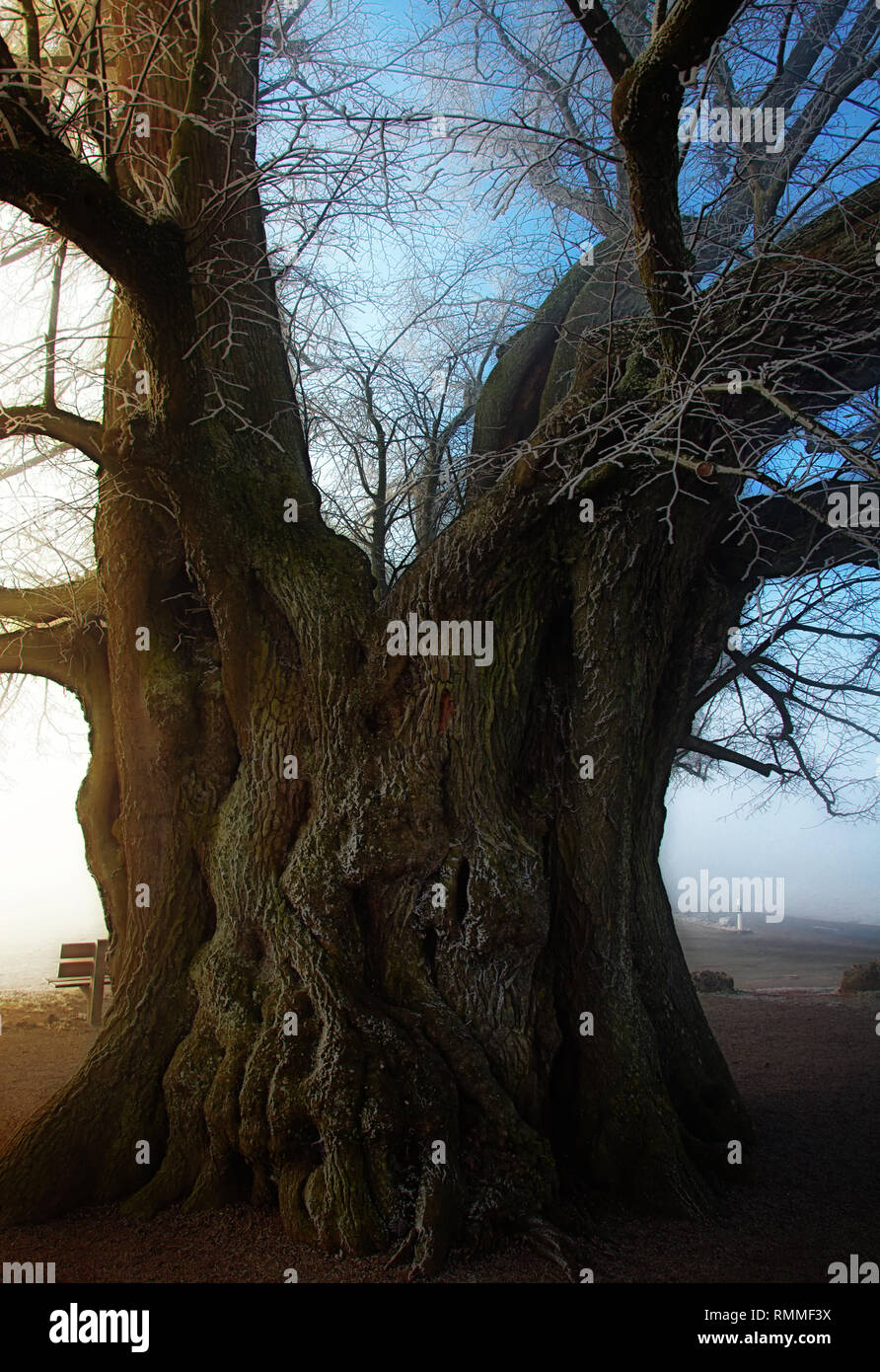 Six hundred year old tree hi-res stock photography and images - Alamy