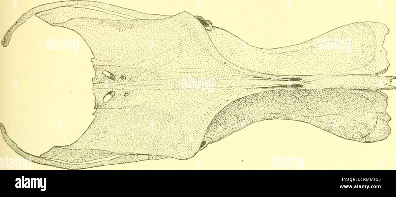 Sternal articular hi-res stock photography and images - Alamy