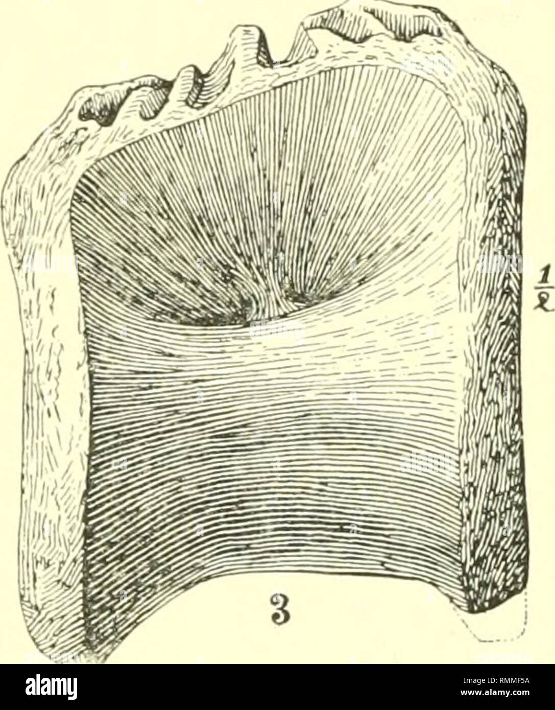 Donsal hi-res stock photography and images - Alamy