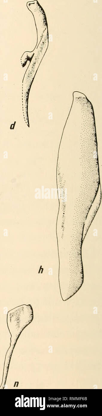 Raja alba hi-res stock photography and images - Alamy