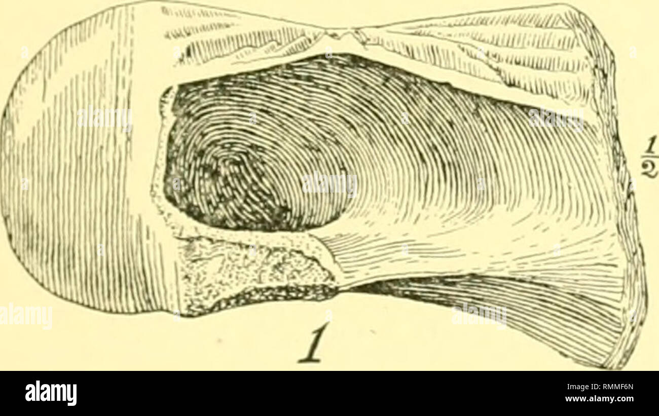 . Annals of the Carnegie Museum. Carnegie Museum; Carnegie Museum of ...