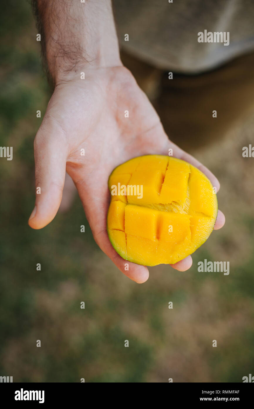 Hand man holding mango hi-res stock photography and images - Alamy