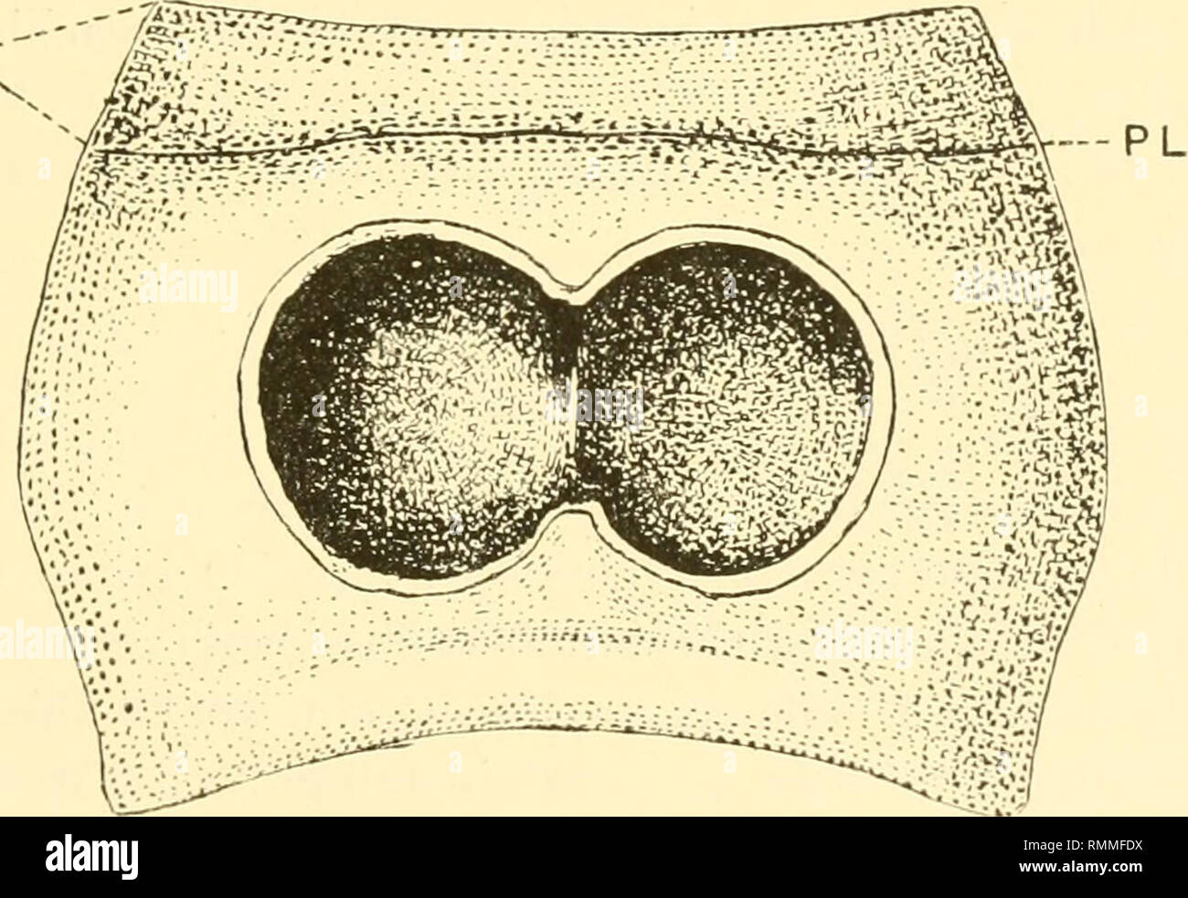 . Annals of applied biology. Biology, Economic; Biochemistry. Fig. 4 ...
