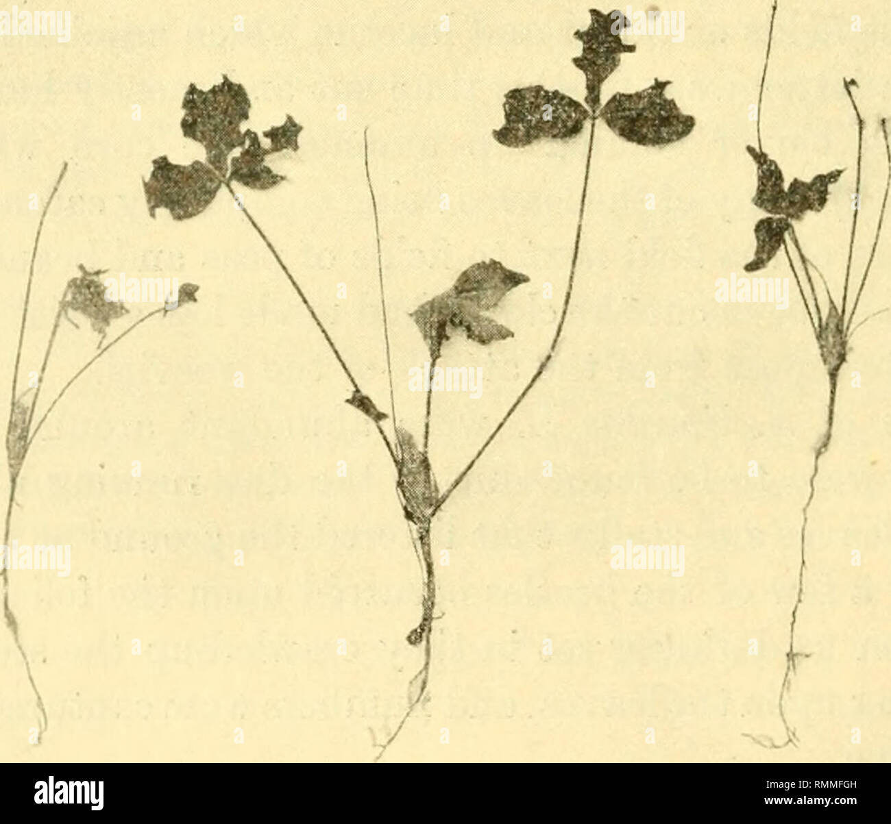 Red clover trifolium pratense seedling hi-res stock photography and ...