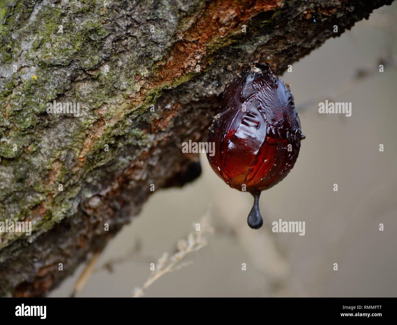 Drop of tree resin, Amber Stock Photo - Alamy