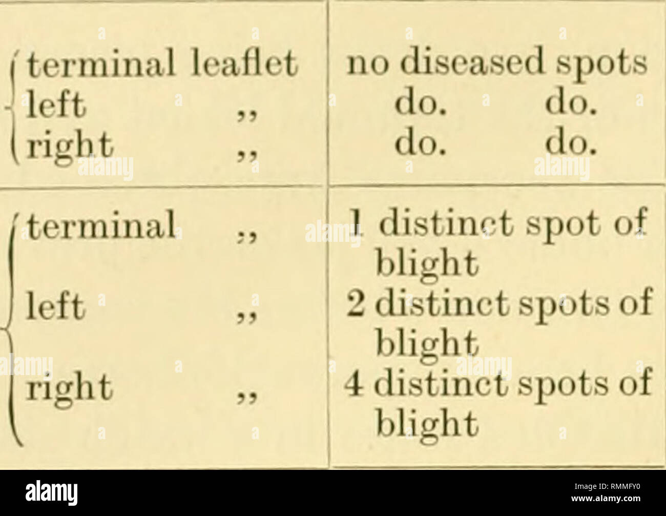 Leaflet no 11 hi-res stock photography and images - Alamy