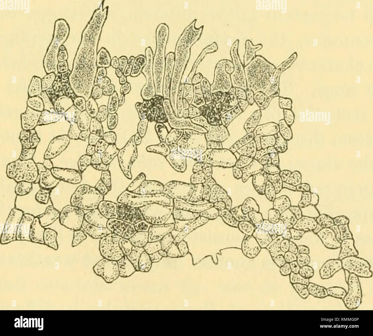 Tyloses hi-res stock photography and images - Alamy