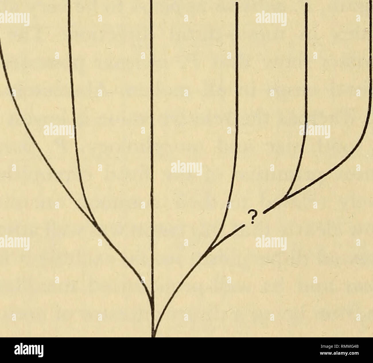 Phylogenetic diagram hi-res stock photography and images - Alamy