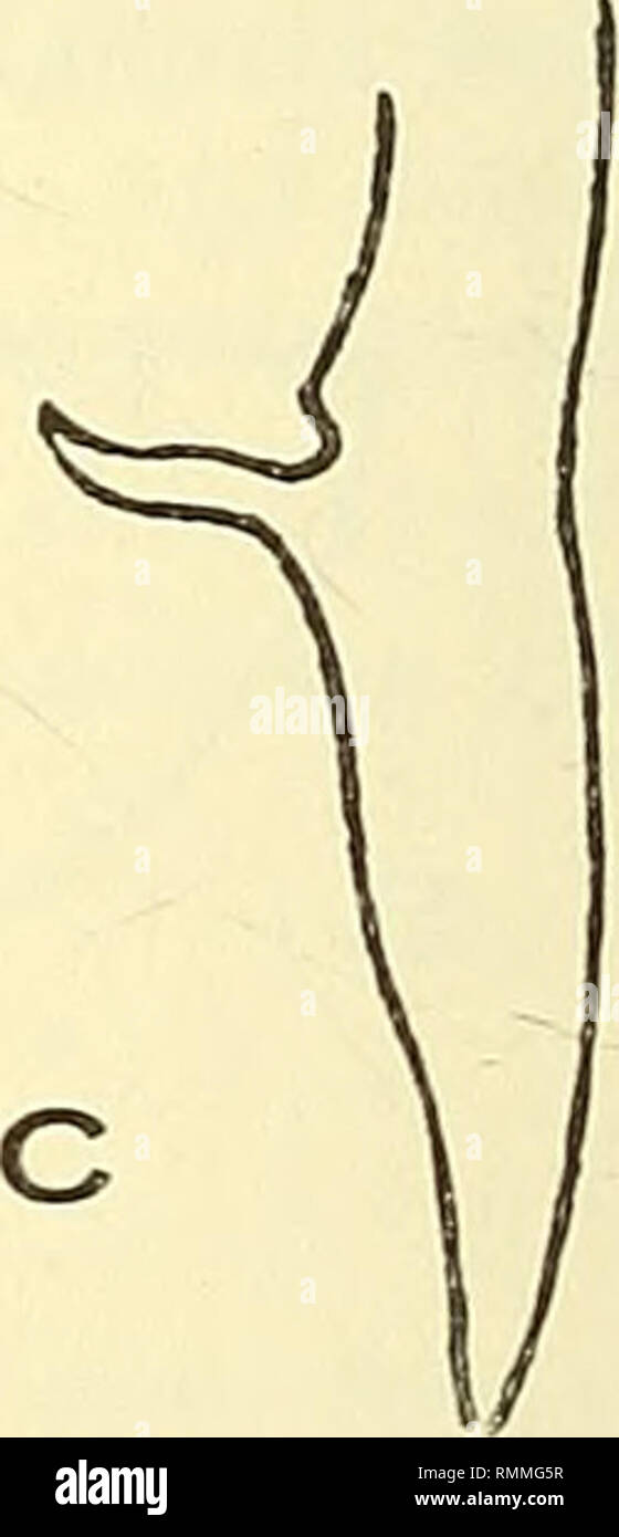 Male with cerci hi-res stock photography and images - Alamy