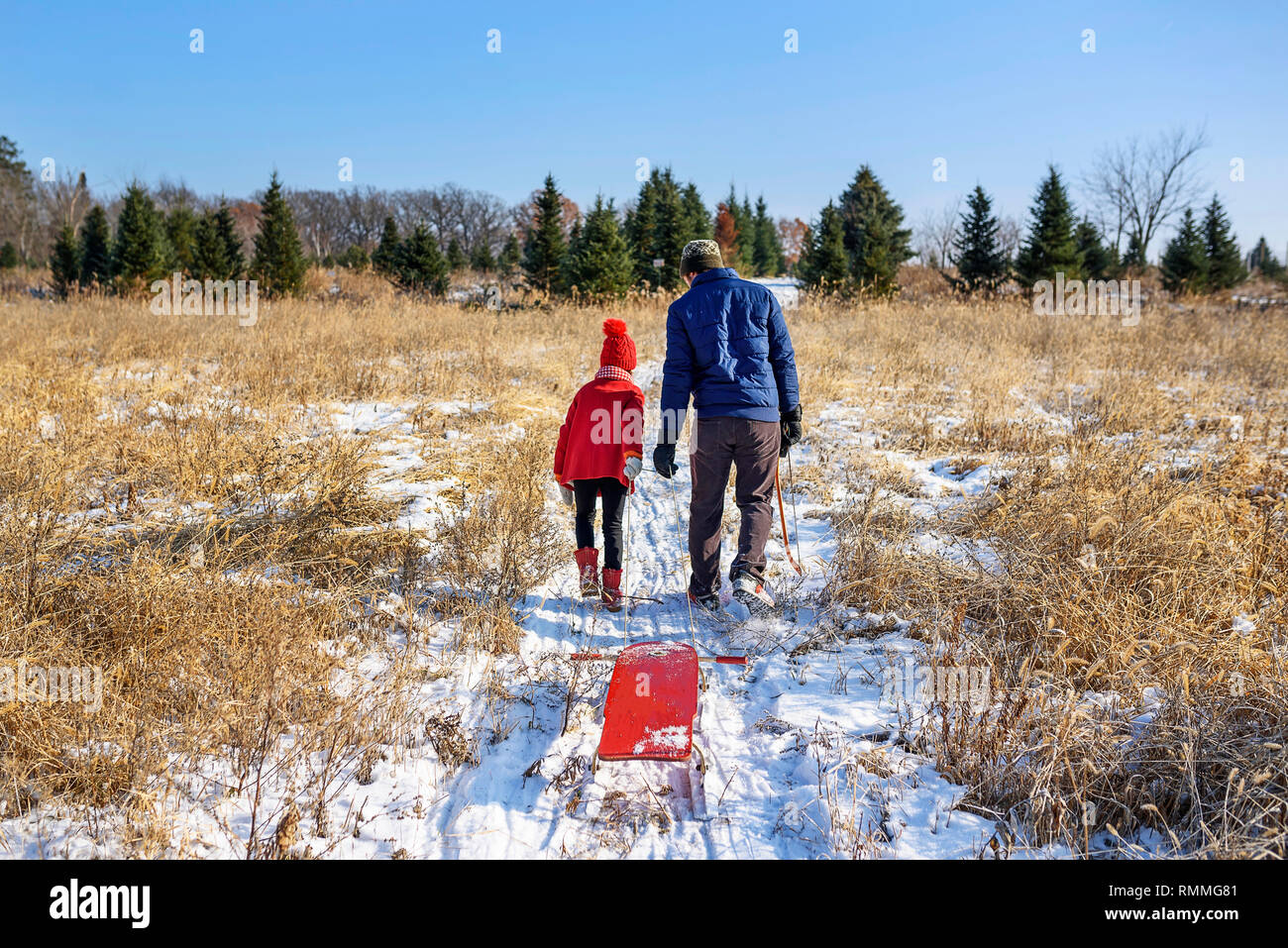 Father and daughter pulling a sledge on a Christmas tree farm, United ...