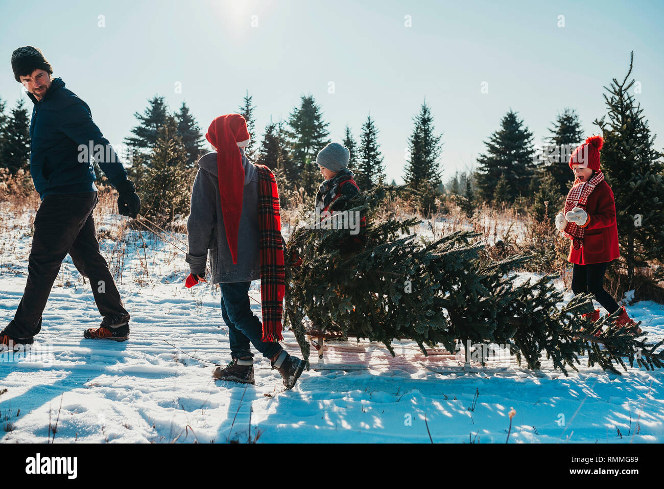 Father and three children pulling a Christmas tree on a sledge, United ...