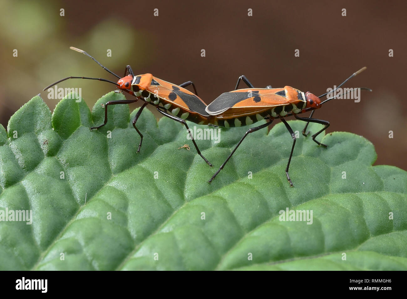 Mating Behaviour In Insects High Resolution Stock Photography and ...