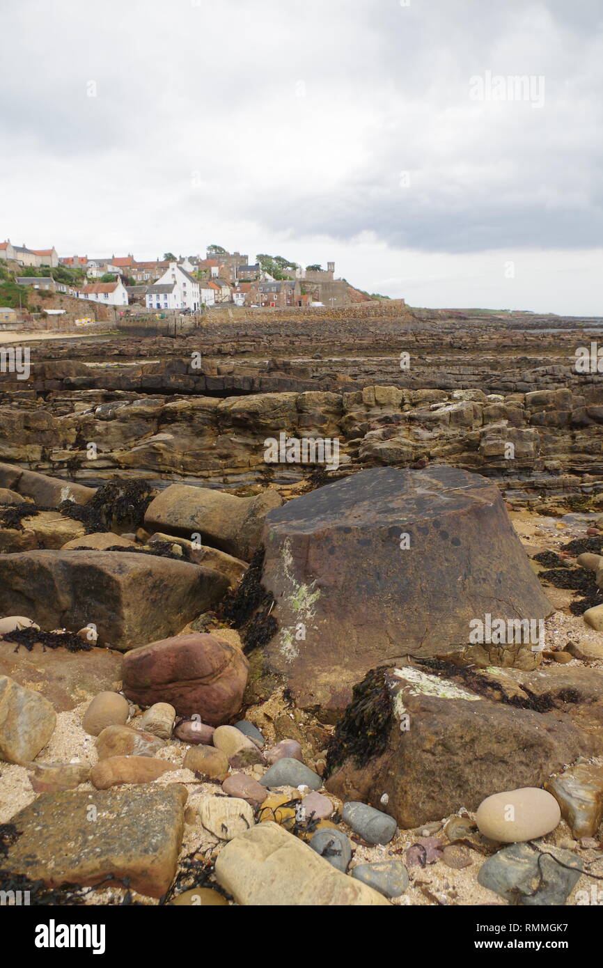 Lepidodendron fossil hi-res stock photography and images - Alamy
