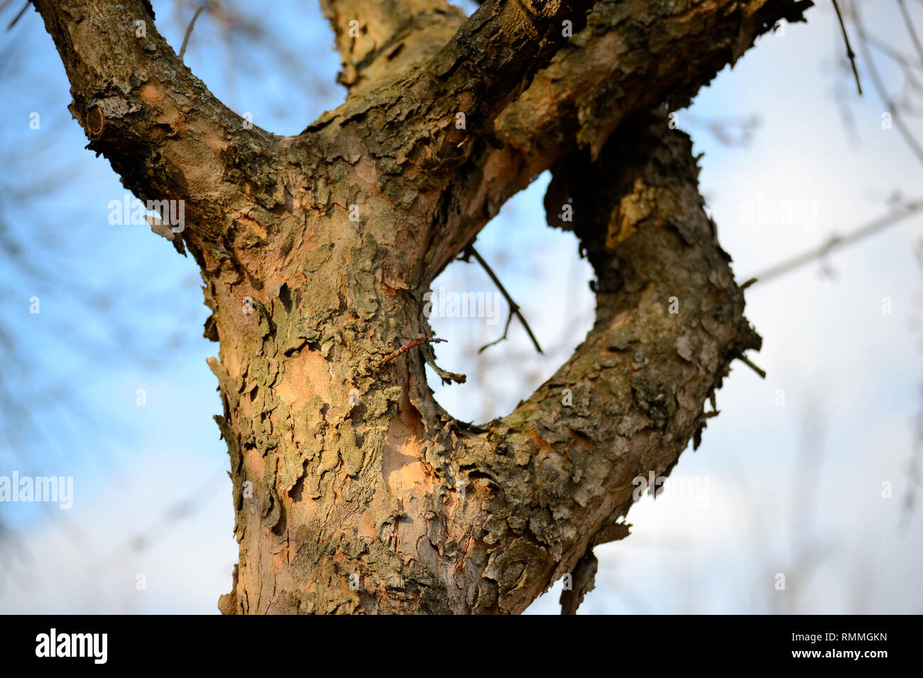 Cornus mas trunk Stock Photo - Alamy