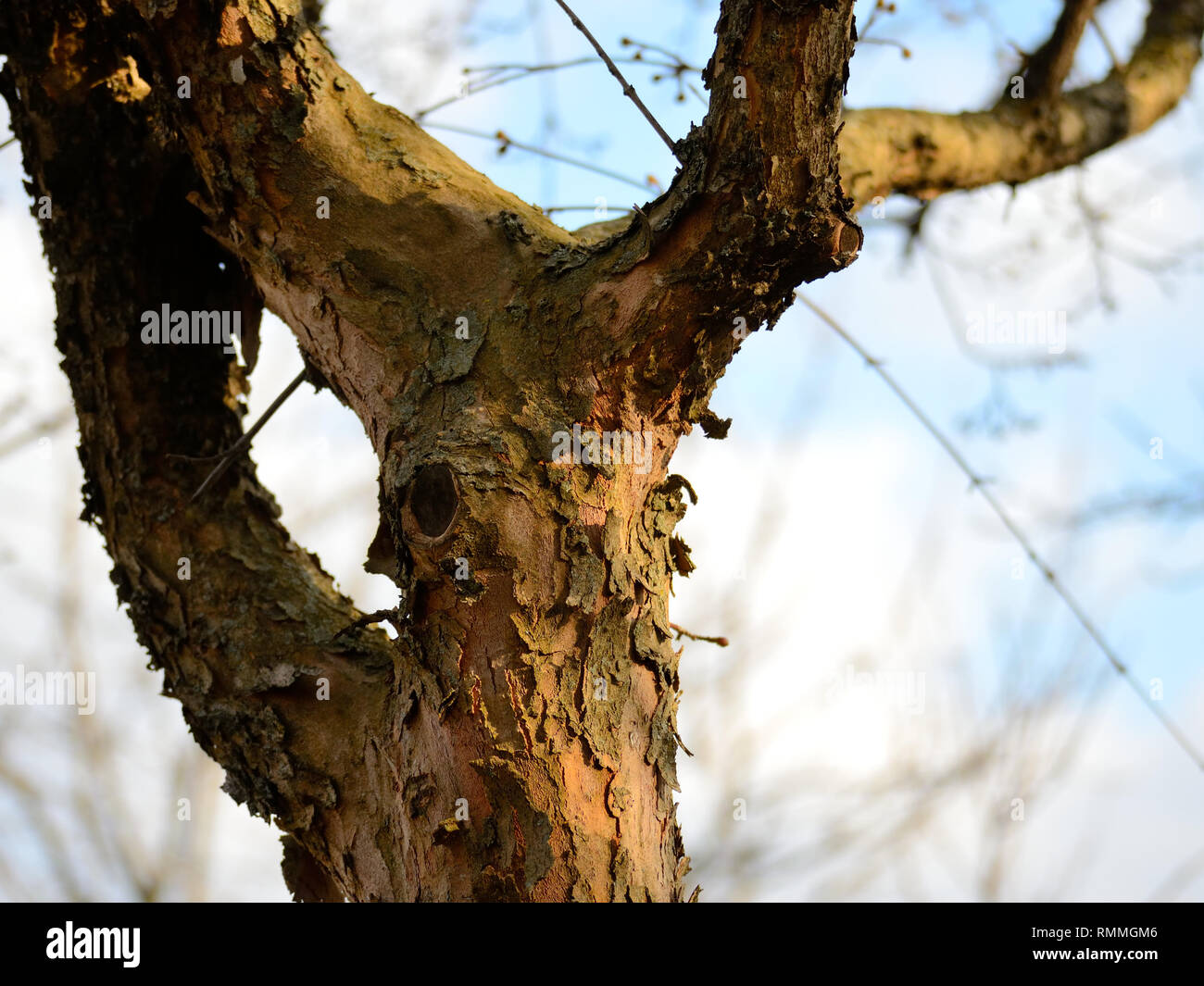 Cornus mas trunk Stock Photo - Alamy