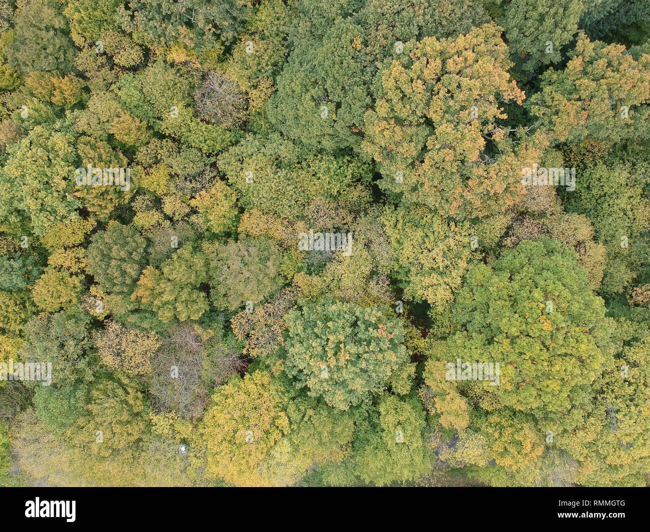 Overhead view of a forest canopy, France Stock Photo - Alamy