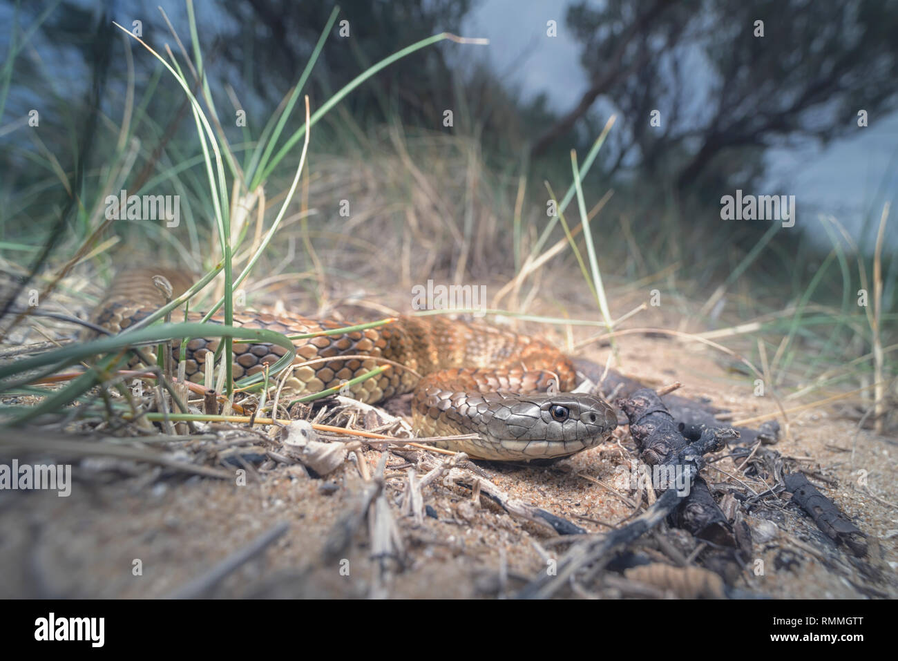 Notechis hi-res stock photography and images - Alamy