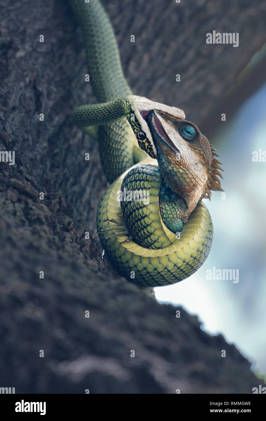 Sidewinder Snake Eating