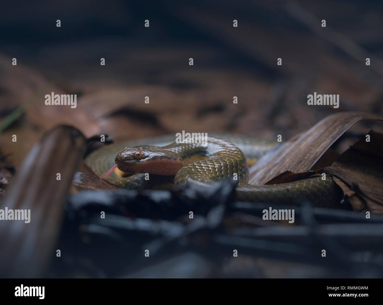 Rainbow water snake (Enhydris enhydris) amongst leaf litter at night ...