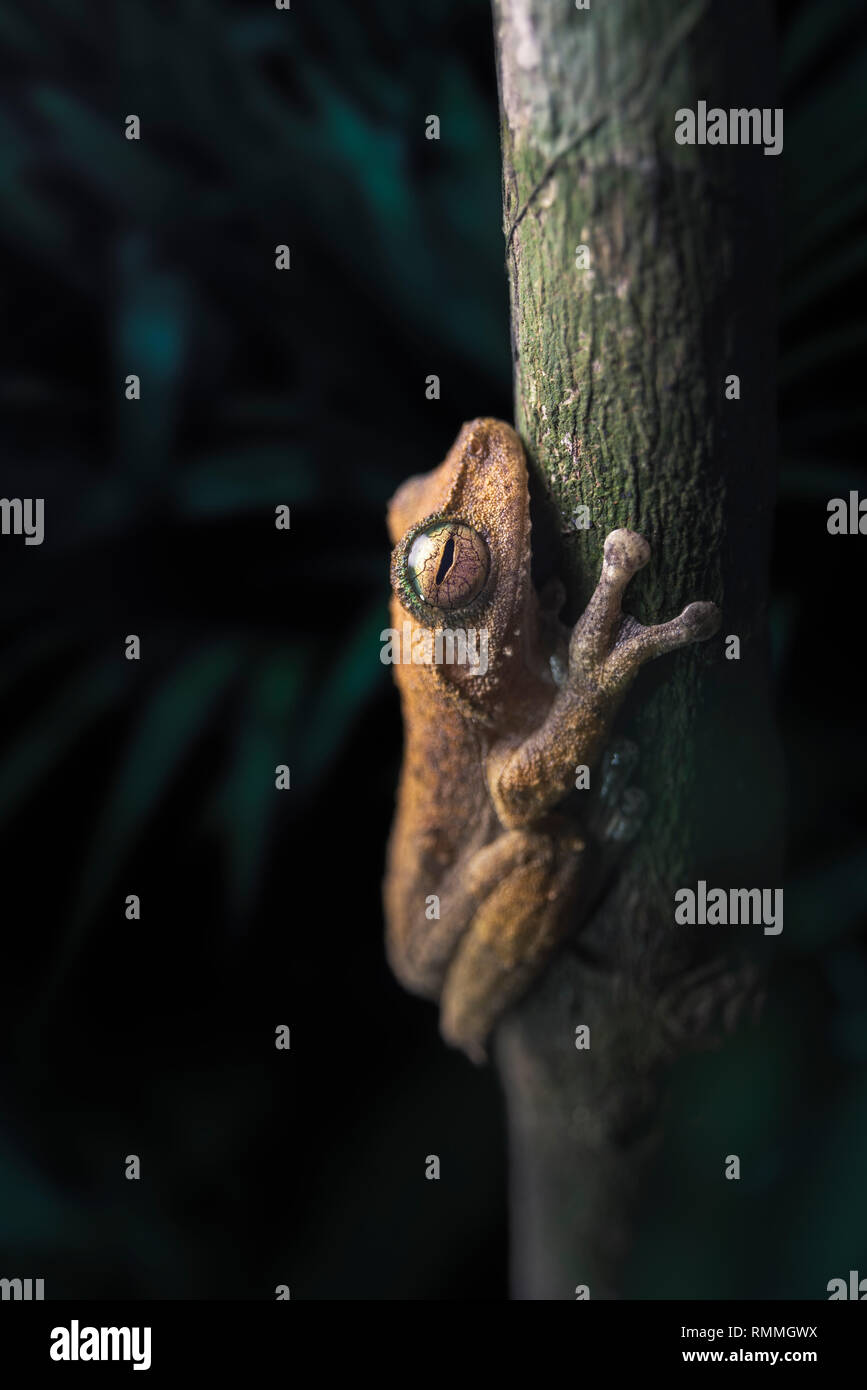 Fringed tree frog (Litoria eucnemis) on tree at night, Queensland ...