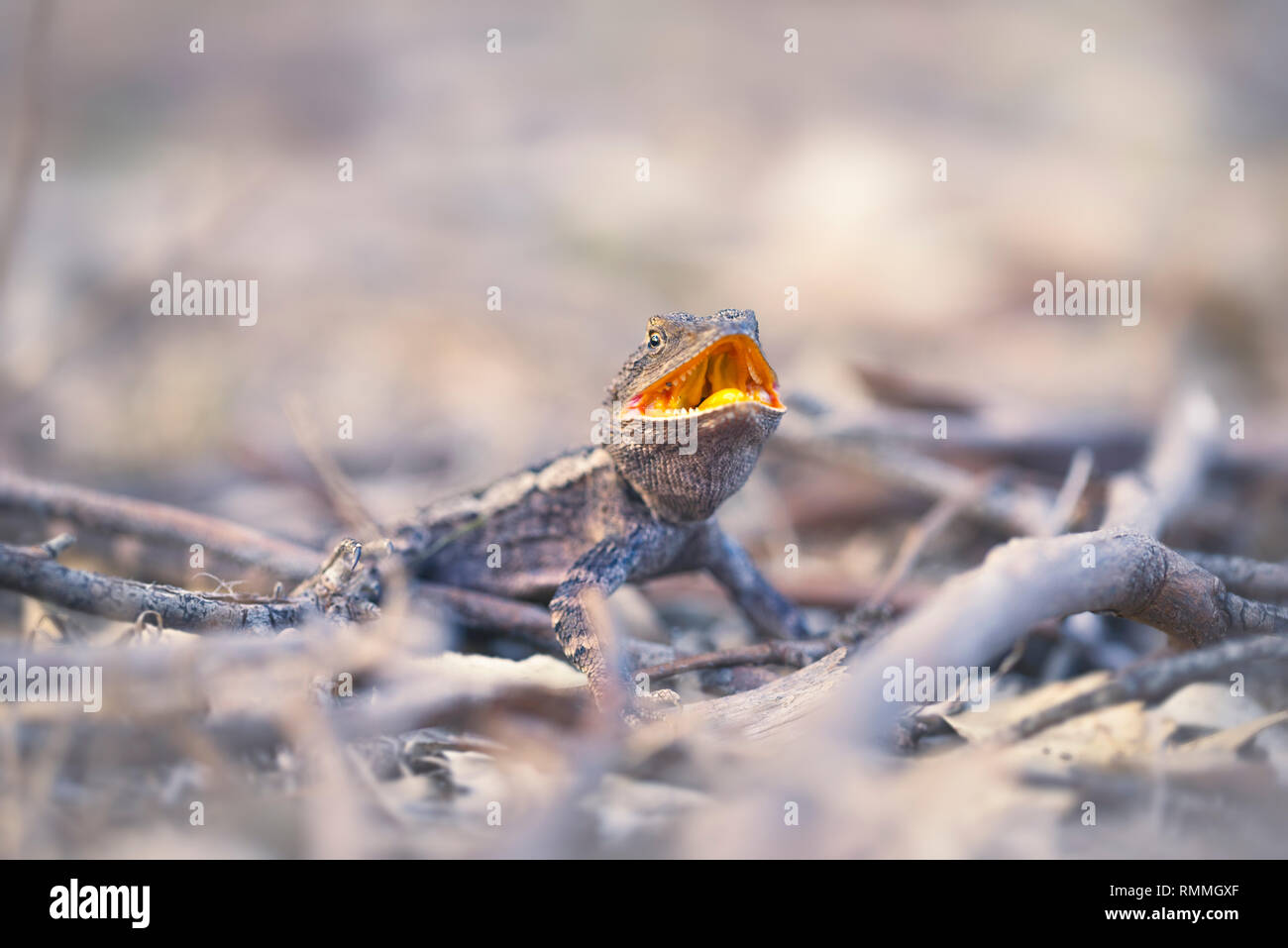 Jacky dragon lizard (Amphibolurus muricatus) with an open mouth ...