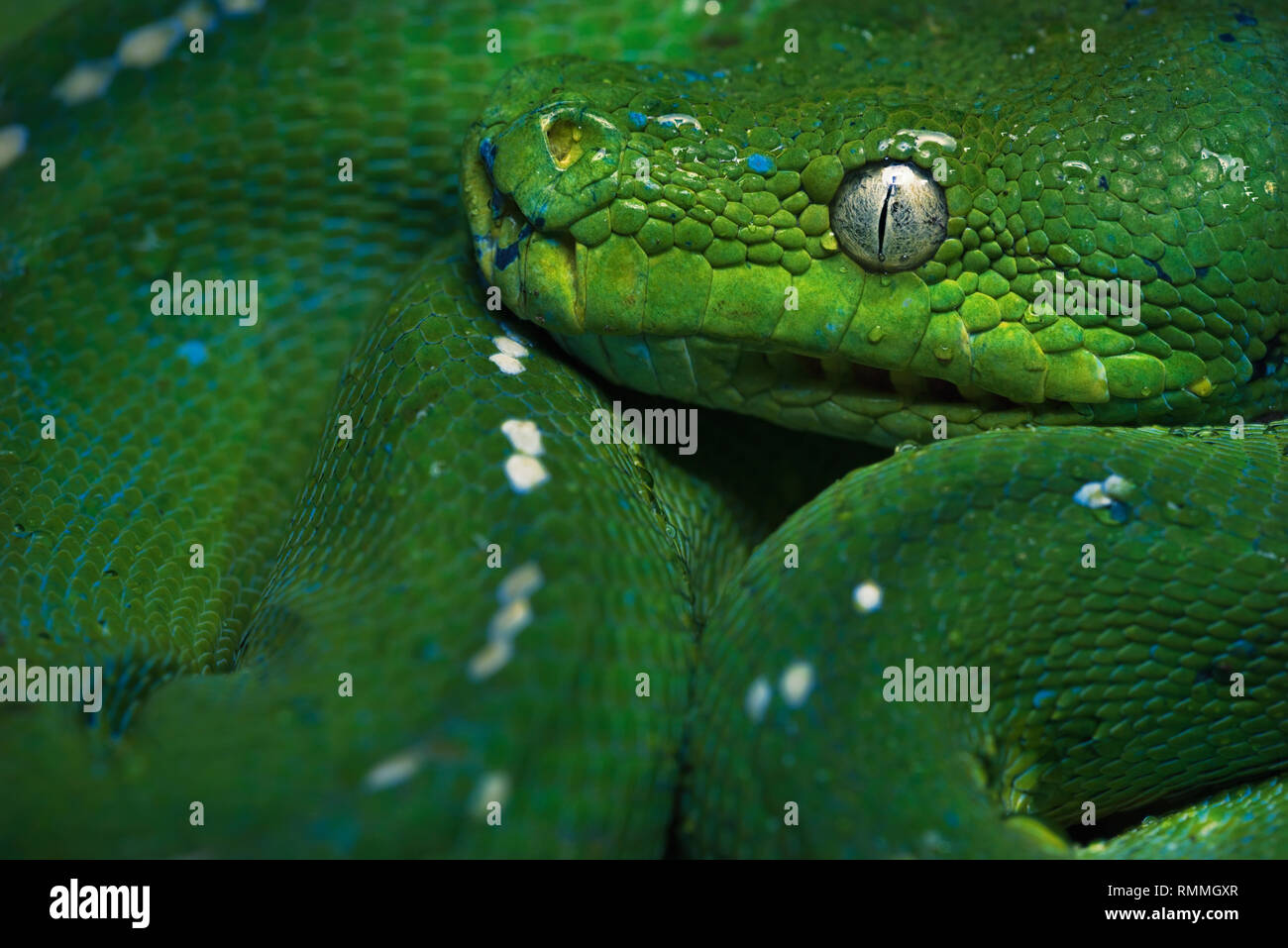 Morelia viridis in the wild hi-res stock photography and images - Alamy