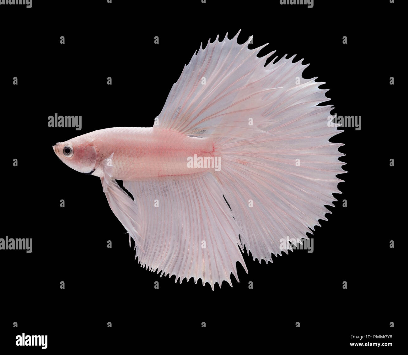 Portrait of a Dumbo Halfmoon betta fish Stock Photo - Alamy